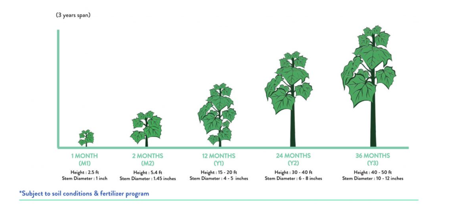Revotropix Paulownia: The Tree of The Future - TANABUMI